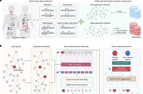 Graph Machine Learning Model Shows Potential For Predicting Cancer Genes