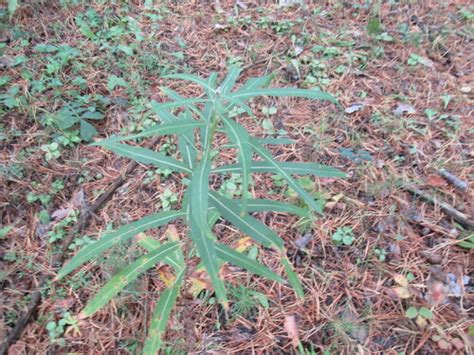 How Can I Load An Image From Url Into A Tensorflow Pipeline In R Stack Overflow