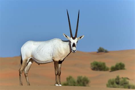 Scientists Are Fighting To Save The Iconic Arabian Oryx •