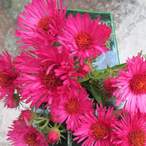Aster Na Colonial™ Boston Van Berkum Nursery