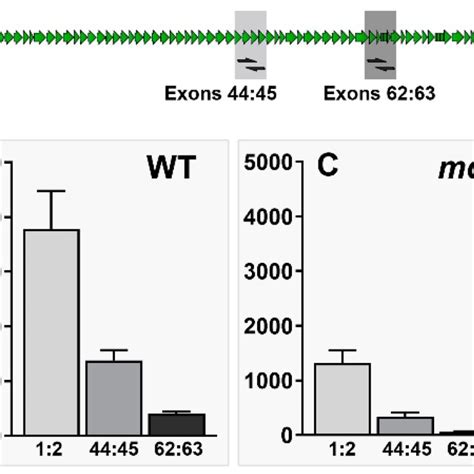 Dystrophin Transcript Imbalance Transcript Imbalance Can Be Detected