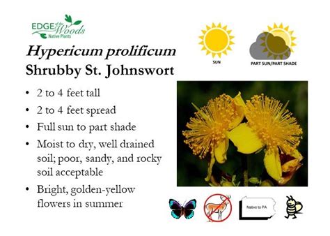 Species Spotlight Hypericum Edge Of The Woods Native Plant Nursery Llc