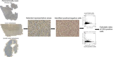 the analytical procedure of quantitative cea positive cells by