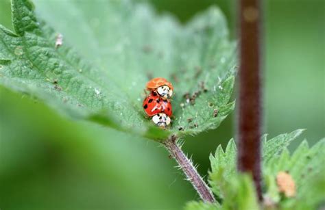 40 Animal Sex Ladybug Sexual Activity Photos Taleaux Et Images Libre De Droits Istock