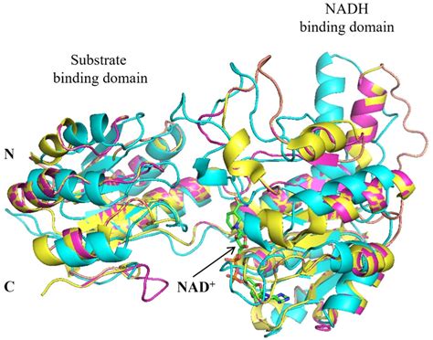 Tertiary Structure Alignment Of Three D‐lactate Dehydrogenases D‐ldh1