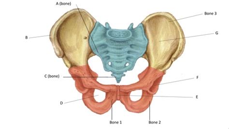 Pelvic Girdle Labeling Anterior Flashcards Quizlet