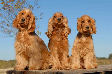 Cocker Spaniel Dog Breed Info Stats Photos And Videos Petcare