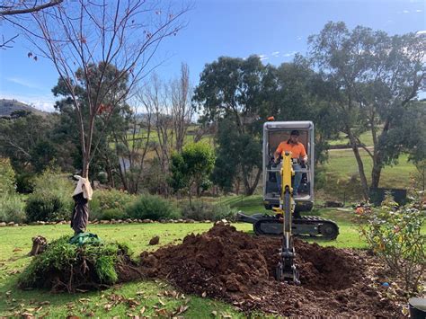 Tree Planting Tree Transplanting And Tree Removals Southern Trees