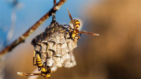 Hornet Wasp Difference