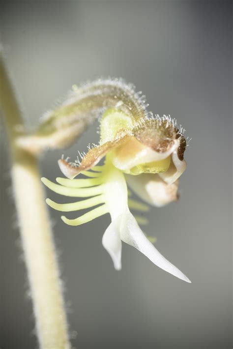 Anoectochilus Formosanus Hayata Icon Pl Formosan 4 10… Flickr