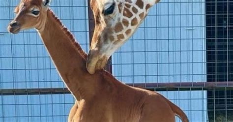 멸종위기 그물무늬 기린…‘무늬 없이 태어난 새끼 화제