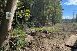 Eversource Tree Removal Angers Norwalk Land Trust Nancy On Norwalk