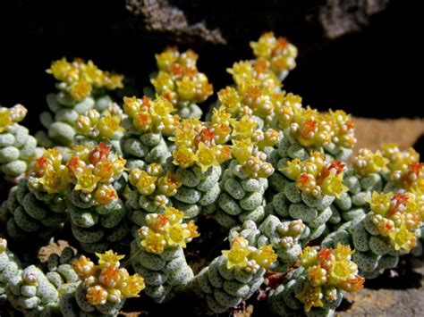 Crassula Corallina Coral Crassula World Of Succulents