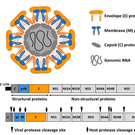 zika virus zikv virion structure and genome organization a