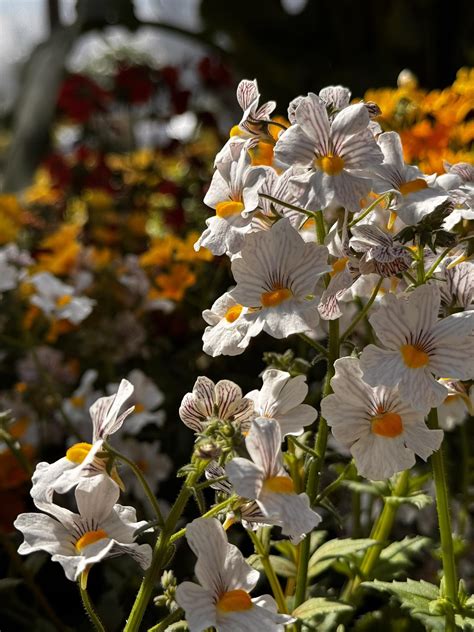 Floricoltura La Gemma Sconto 35 Su Prodotti Antizanzare Scopri Di