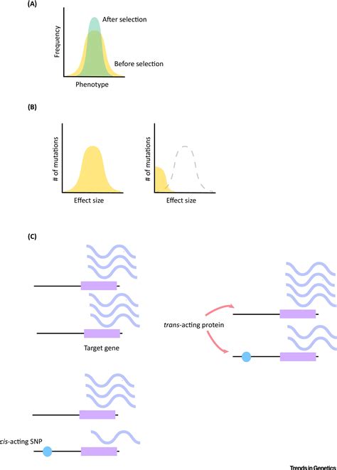 The Evolution Of Gene Expression In Cis And Trans Trends In Genetics