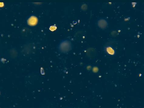 When Life Gives You Tiny Lemons Rmicroscopy