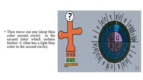 How To Read A Codons Chart Pdf