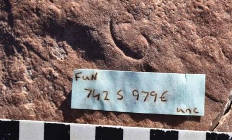 Scientists Uncover 555 Million Year Fossil That Could Rewrite The