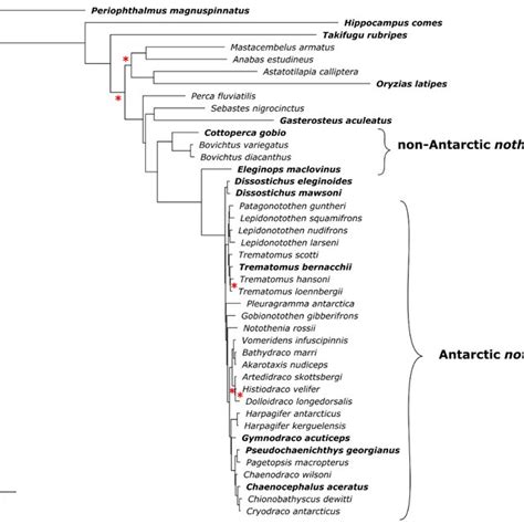 A Partitioned Maximum Likelihood Phylogenetic Analysis Of 42