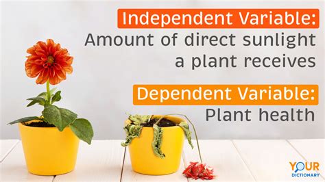 Independent And Dependent Variables Examples LITERATURE REVIEW'S