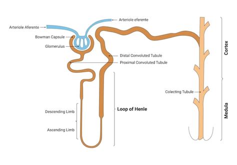premium vector loop of henle and medula cortex collecting tubule