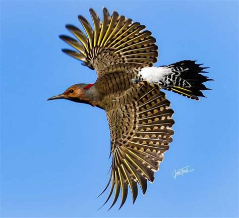 Northern Flicker In Flight Hopnews