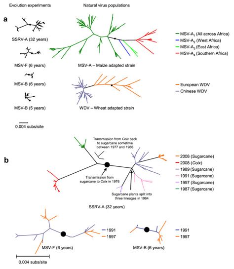 Description Of Datasets A Phylogenetic Comparison Of Sequences From