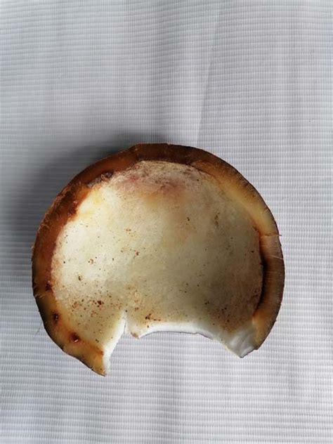 Copra Instance Segmentation Model By Mark