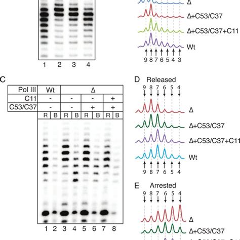 C11 Cleavage Activity And The C53 N Terminal Region Are Required For Download High