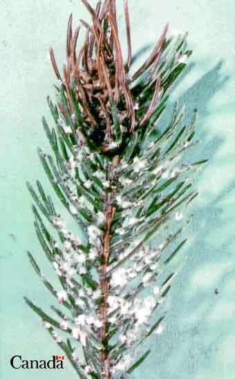 Cooley Spruce Gall Adelgid