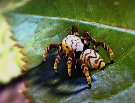 The Creeper Collection Daz 3d