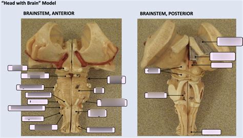 Brainstem Model Diagram Quizlet