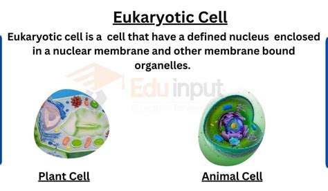 Eukaryotic Definition