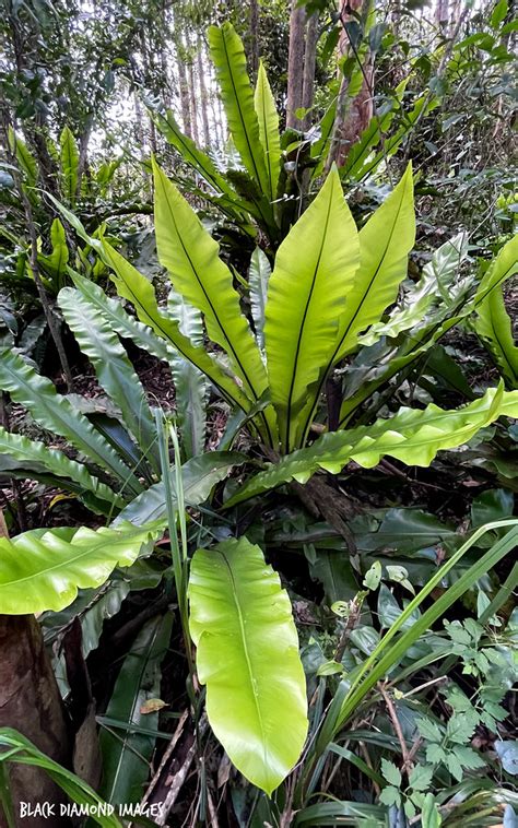 Asplenium Australasicum Birds Nest Fern © All Rights Res Flickr