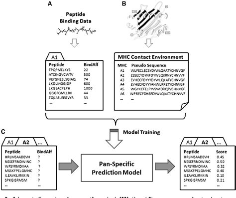 Figure 3 From Toward More Accurate Pan Specific Mhc Peptide Binding