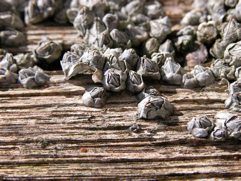 Imageafter Photos Seapocks Sea Pocks Wood Coast Shore