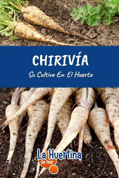 Parsnip What Is It And What You Need To Know For Its Cultivation Global Gardening Secrets