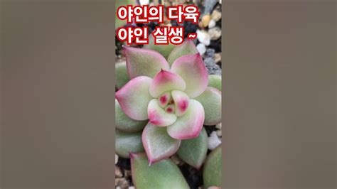행복 가득한 설날 밤 되세요 ~ 박서진 파종이 실생 다육 다유기 다육이 다육식물 반려식물 다육판매 다육이판매 다육이키우기 다육인스타그램 매혹이 청주