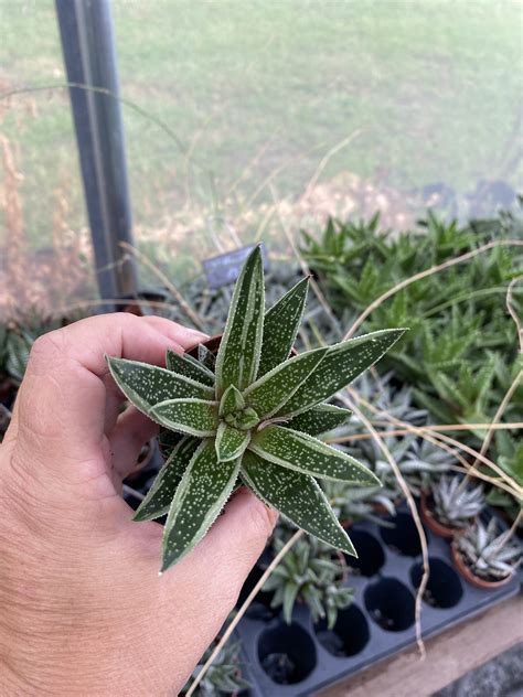 Succulent Gasteraloe Thais 2 Pot Live Plant Plantly