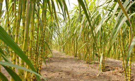 Klasifikasi Dan Morfologi Tanaman Tebu Ilmu Pengetahuan Dasar