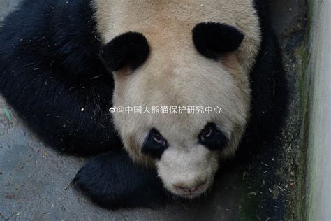 더쿠 판다계의 킹카였다는 아이바오 할아버지 판다 우강