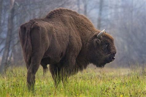 Wisent - European Bison Or Wisent New Forest Wildlife Park - American ...