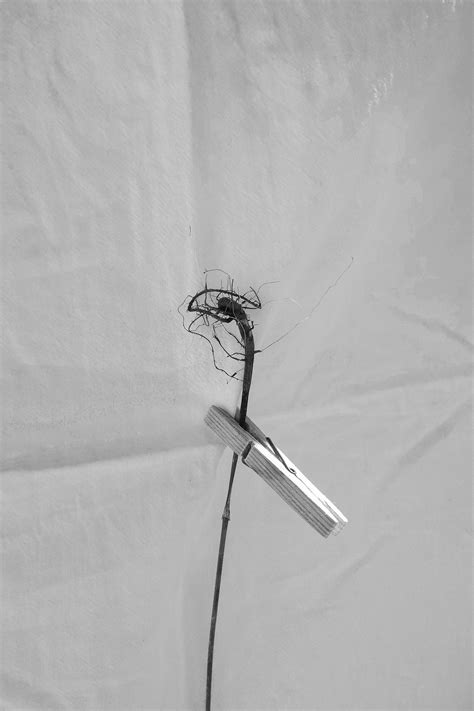 Clip Interrogator Photos Download The Best Free Clip Interrogator