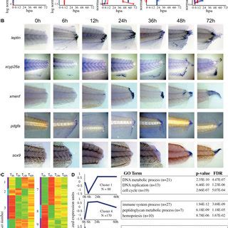 Validation And GO Analysis Of Highly Significant Targets A The Download Scientific Diagram