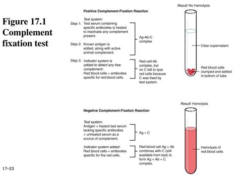 Immunological Testing Ppt Download