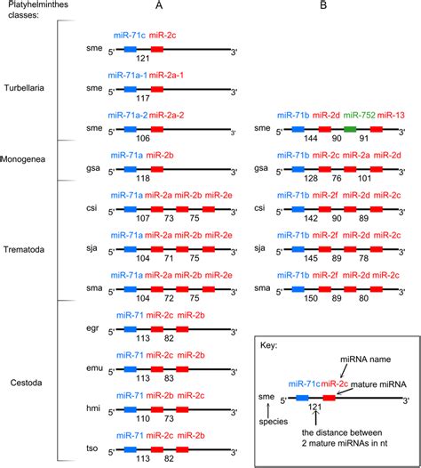 Scheme Of Mirna Gene Clusters In Platyhelminthes A Mir 71a 2 Cluster