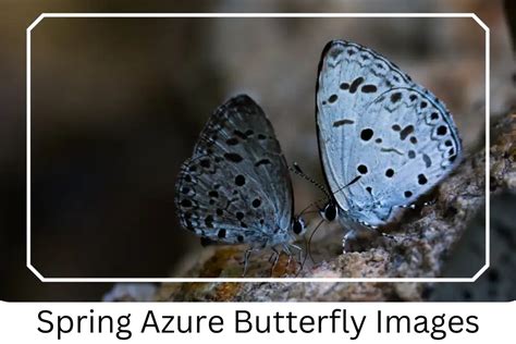 Spring Azure Butterfly