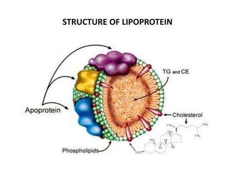 Lipoprotein Pptx Chemistry Science