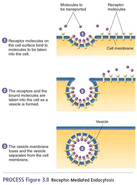 Movement Through The Cell Membrane
